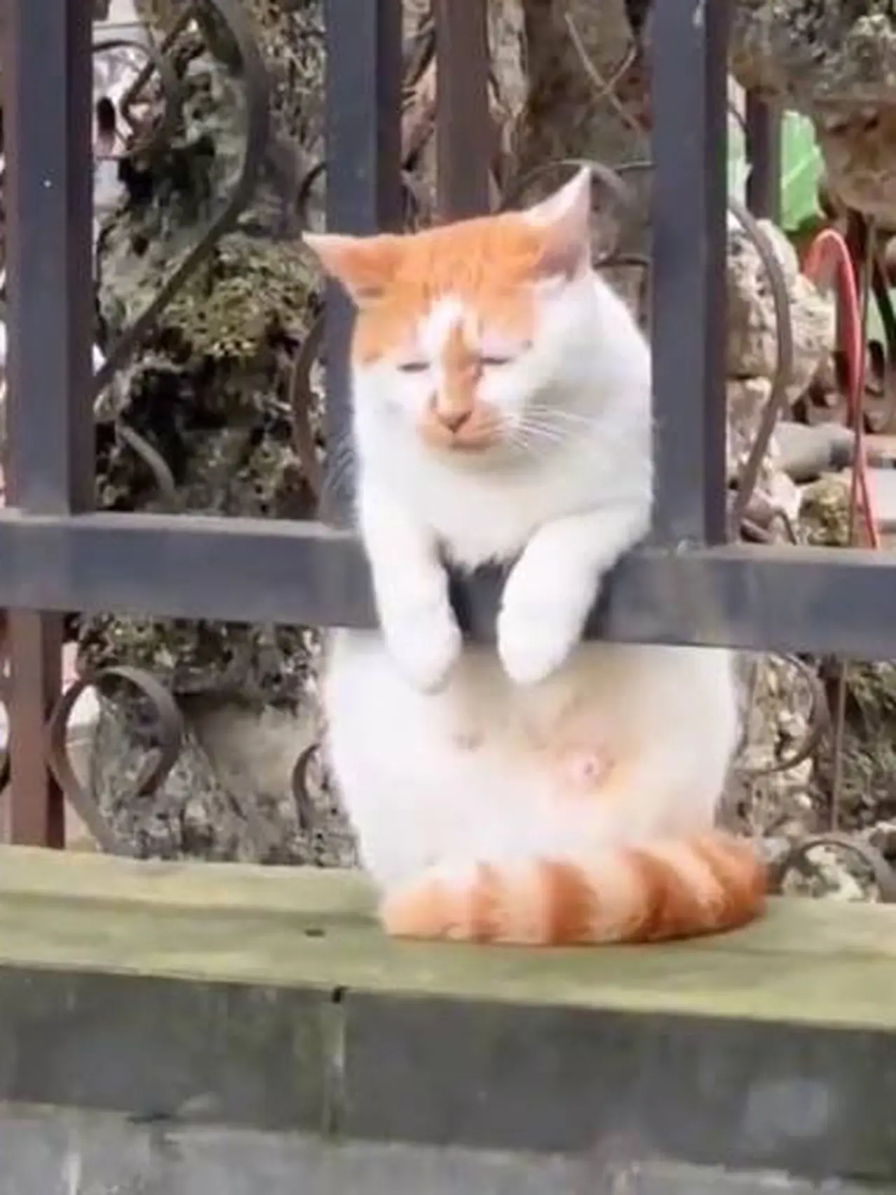 10 Potret Kucing Pasang Muka Melas Ini Bikin Kasihan - Hot Liputan6.com