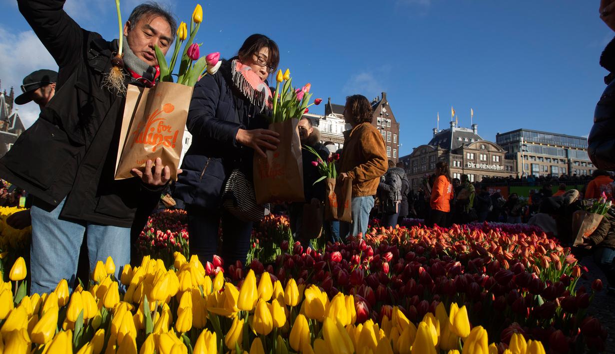 FOTO: Warna-warni Musim Mekar Bunga Tulip di Amsterdam - Foto Liputan6.com