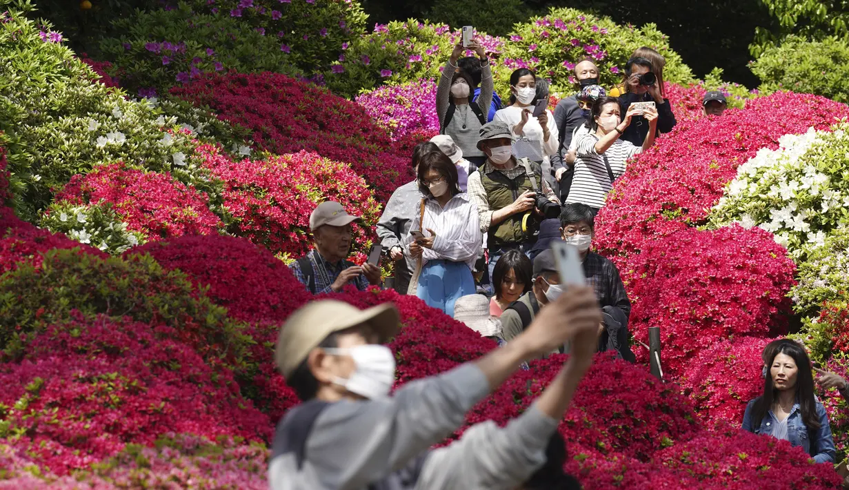 Lihat Keindahan Bunga Azalea di Kuil Nezu Shrine Tokyo - Foto Liputan6.com