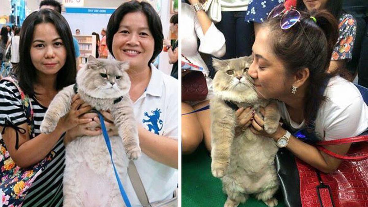 Bone-bone, Kucing yang Bikin Siapa Saja Ingin Selfie Bareng - Lifestyle ...