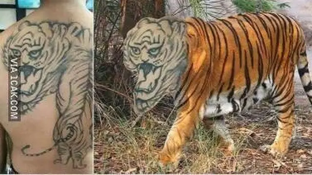 6 Tato Bentuk Macan Ini Malah Bikin Orang Gagal Garang - Hot Liputan6.com
