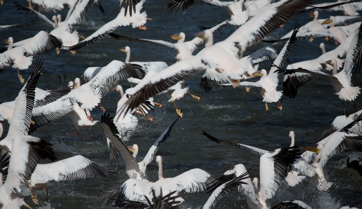 PHOTO: Pemandangan Menakjubkan Migrasi Ribuan Pelikan di Israel - Foto ...