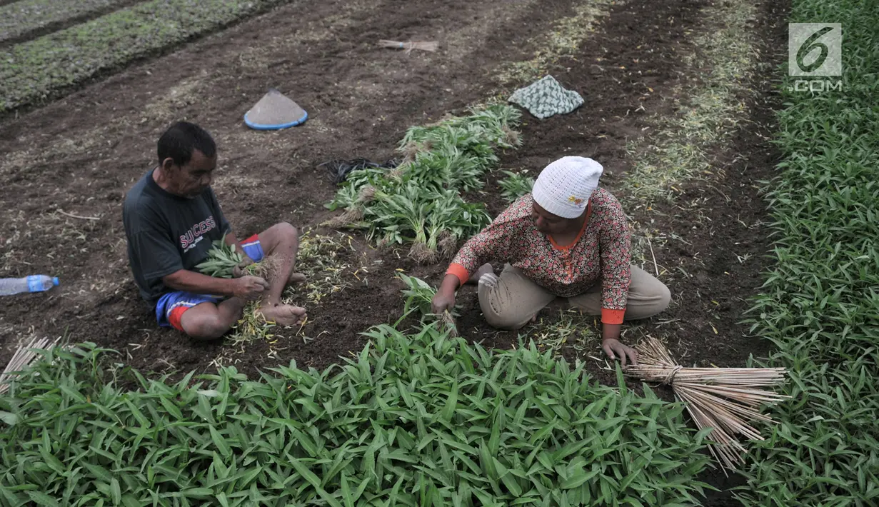 FOTO: Aktivitas Petani Sayuran di Ibu Kota Melawan Kemarau - Foto ...