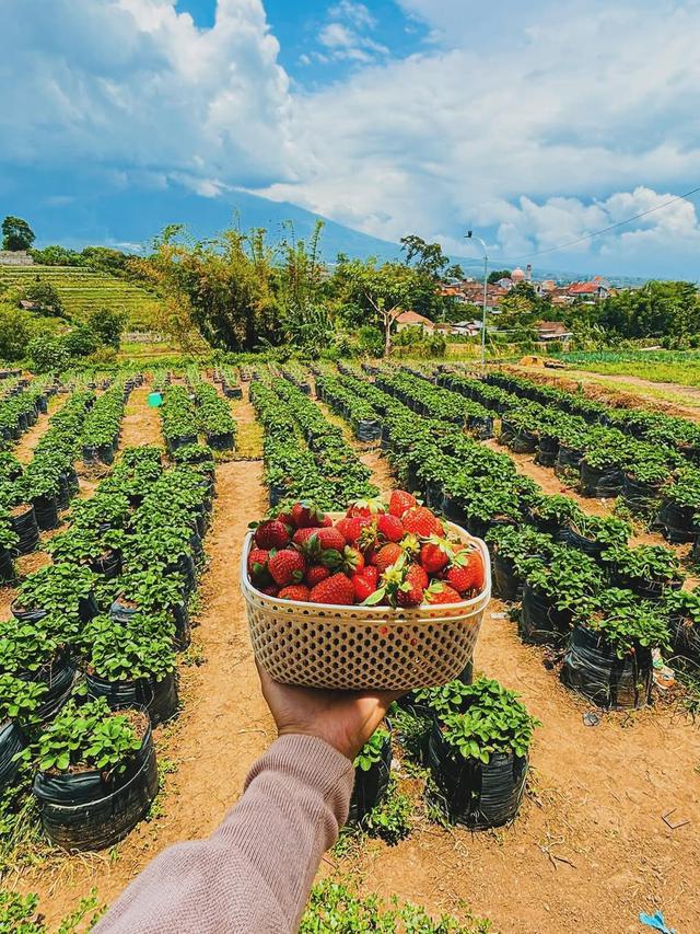 11 Tempat Wisata di Batu yang Lagi Hits, Rekomendasi Liburan Seru dan ...