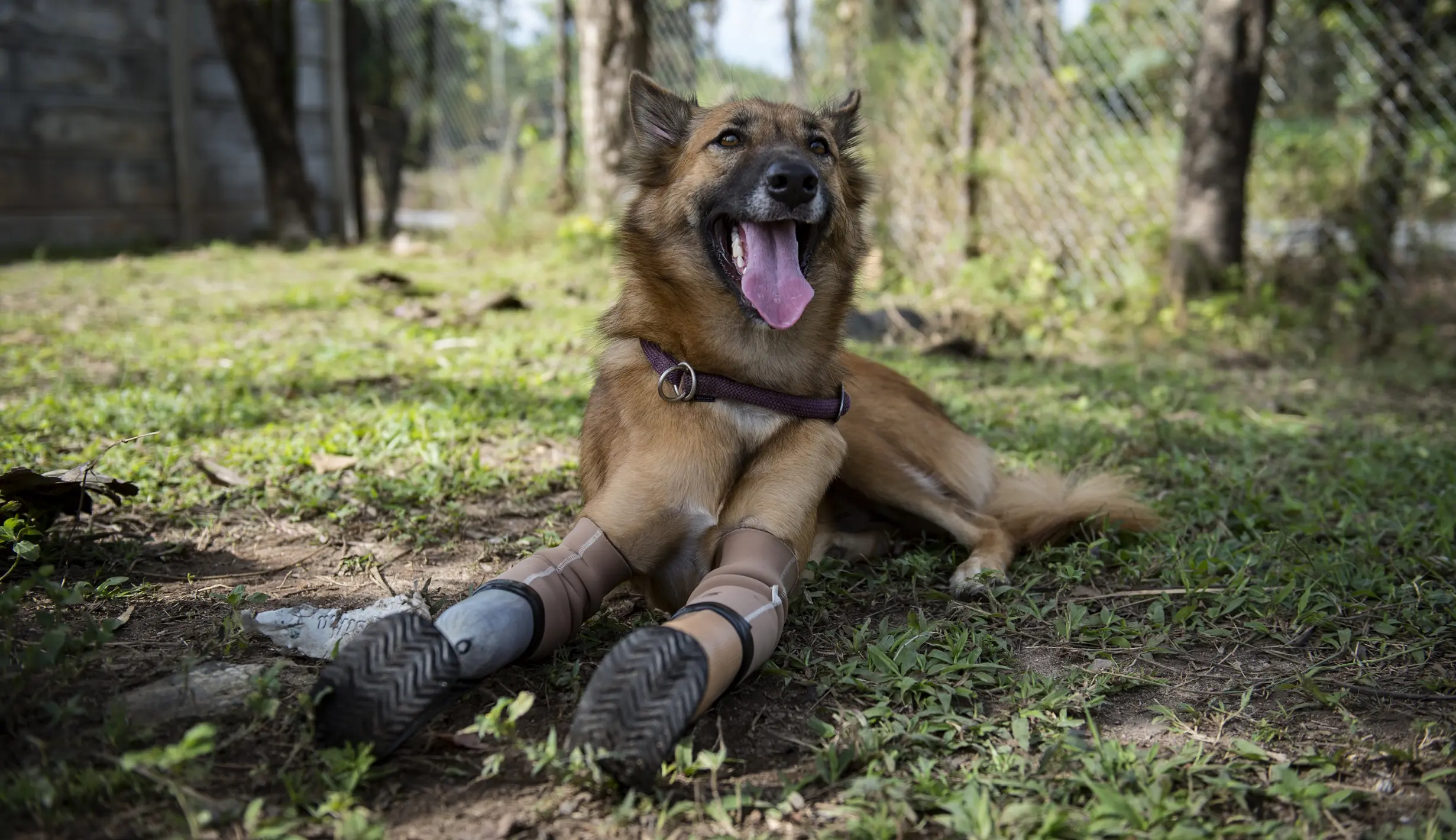 PHOTO: Kisah Cola, Anjing Lincah yang Menggunakan Kaki Palsu - Foto ...