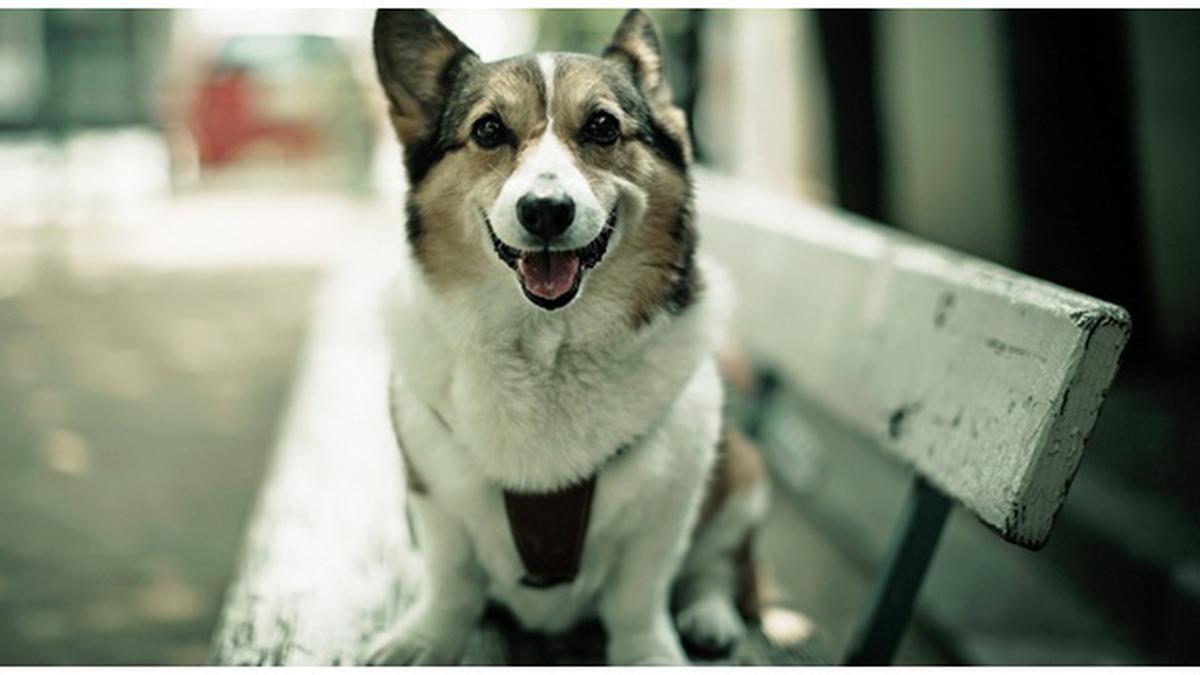 Anjing Setia, 'LDR' Tetap Bermain Skype Bersama Majikan - Lifestyle ...