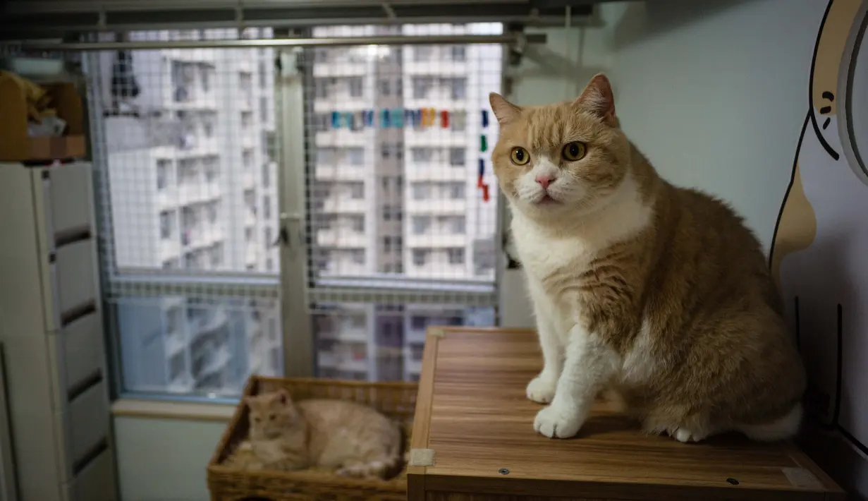 Bawa Keberuntungan, Pedagang Hong Kong Kompak Pelihara Kucing - Foto ...