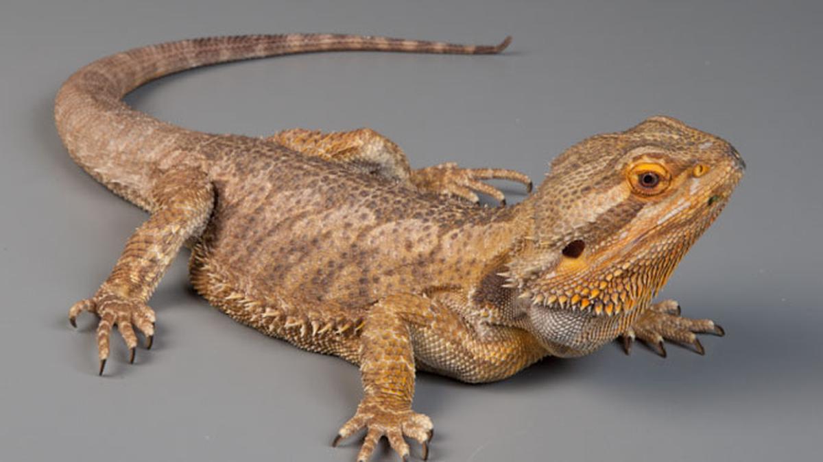 7 Kadal Ini Layak Dipelihara, Kamu pilih yang Mana?