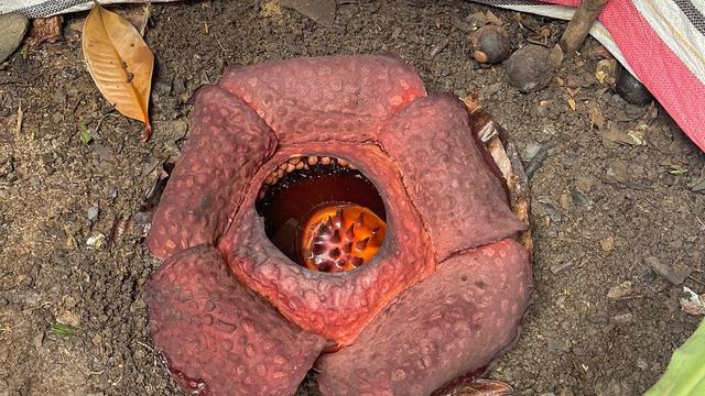 Viral Bunga Raflesia Tumbuh di Pekarangan Rumah Warga di Padang ...
