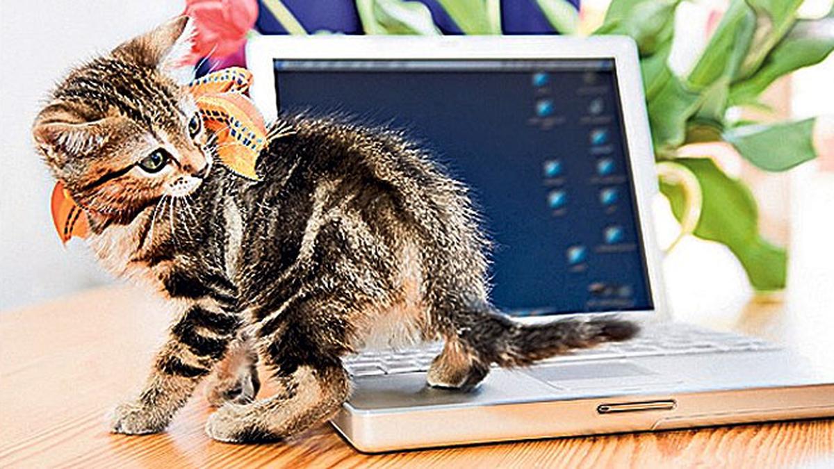 Laptop Dell Bau Kencing Kucing?