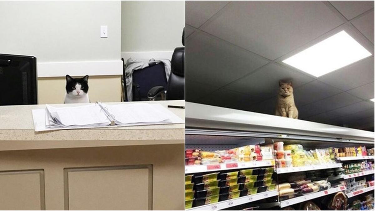 7 Potret Kucing Layaknya Jadi Pekerja Ini Bikin Gemas