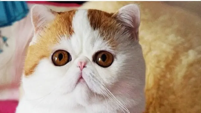 Perbedaan Panggilan Kucing di Berbagai Negara - Lifestyle Fimela.com