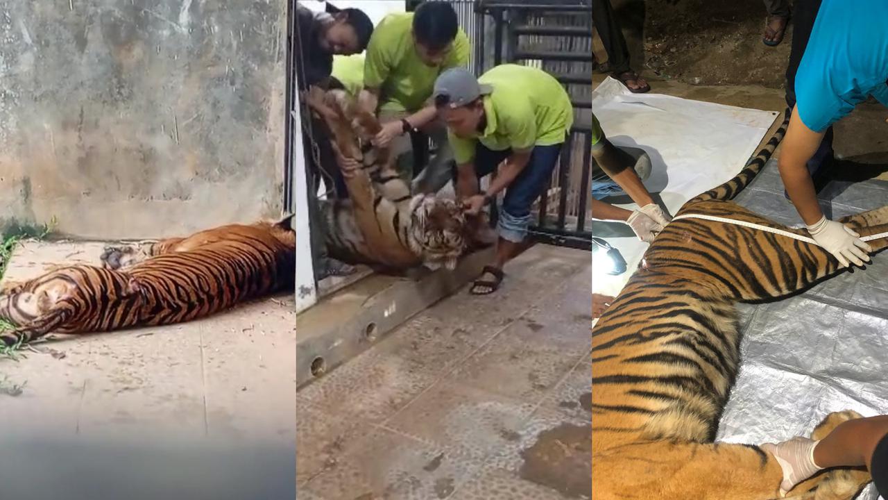 Harimau Sumatra Bakas Mati Saat Dipindahkan ke Lembah Hijau, Terungkap ...