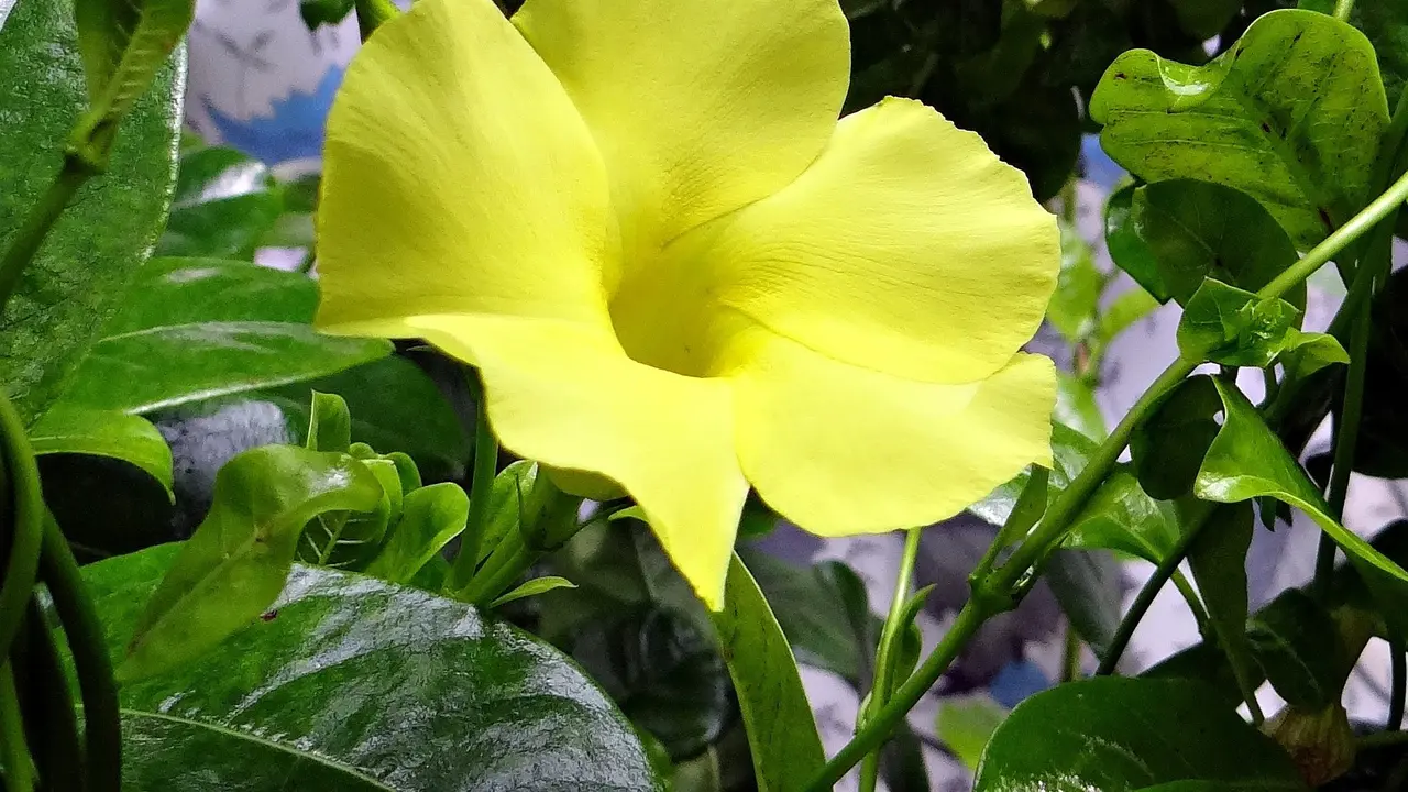 Macam-Macam Bunga hias dan Namanya, Mudah Ditanam di Pekarangan - Hot ...