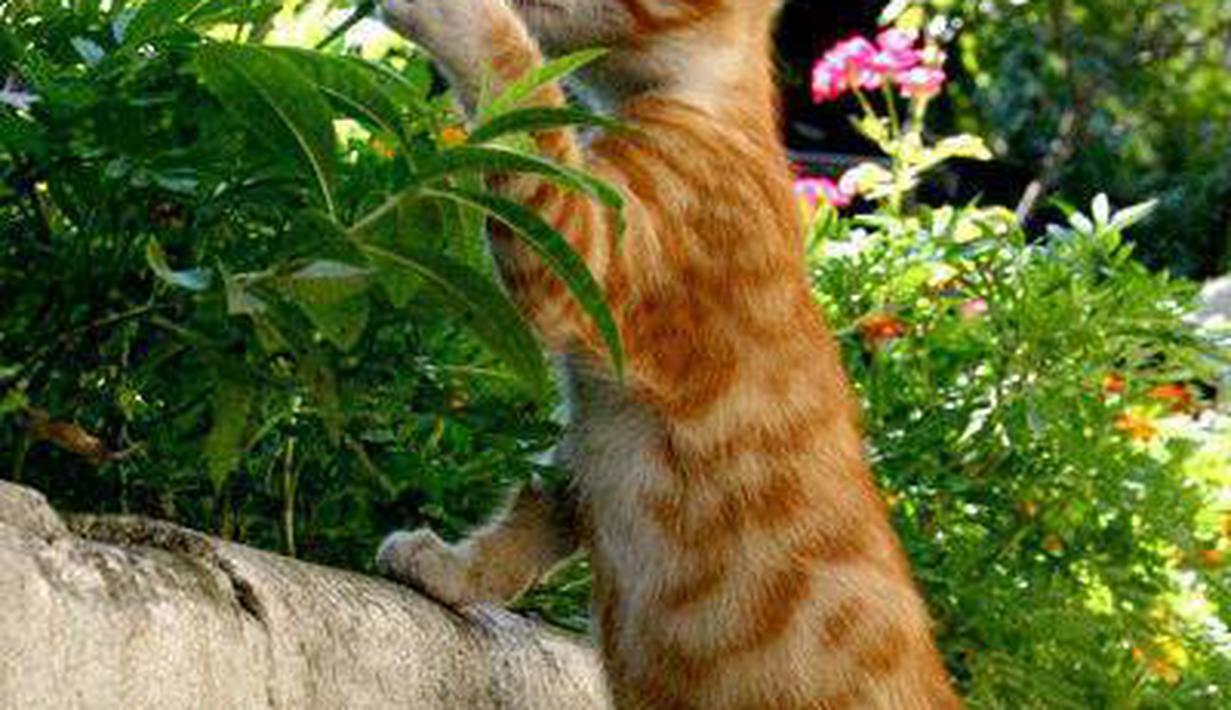 Begini Jadinya Saat Kucing Lucu Terpikat Bunga-Bunga Cantik - Photo ...