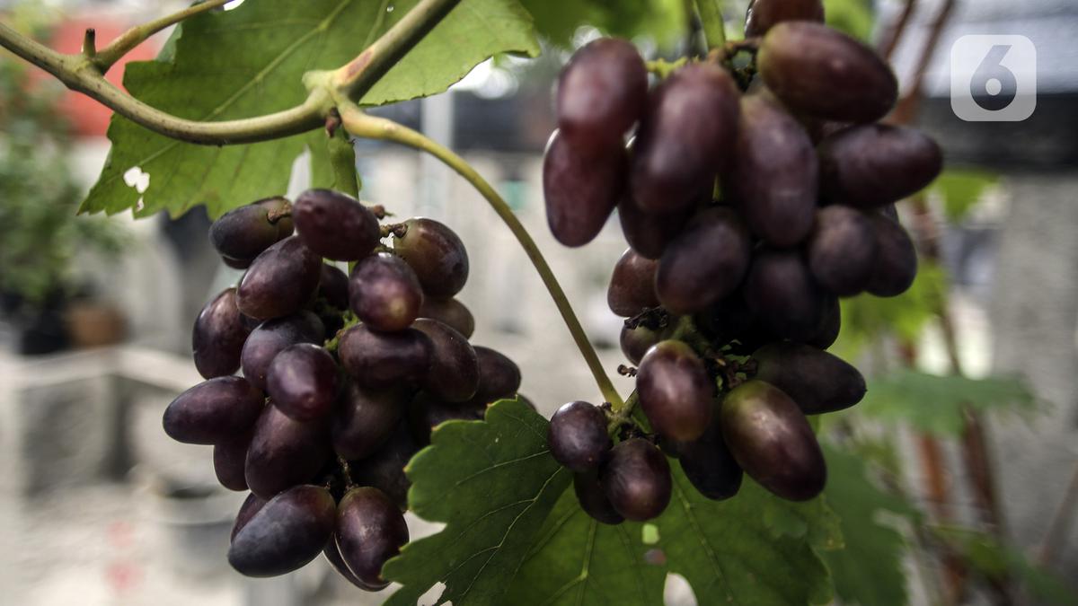 FOTO: Pengembangan Varietas Baru Anggur - Foto Liputan6.com