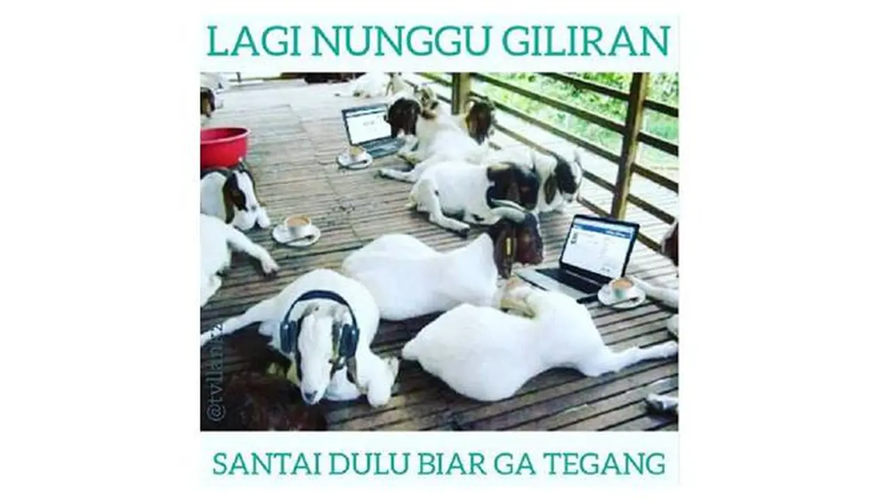 7 Meme Absurd Kambing Jelang Hari Raya Idul Adha Ini Kocak - Hot ...