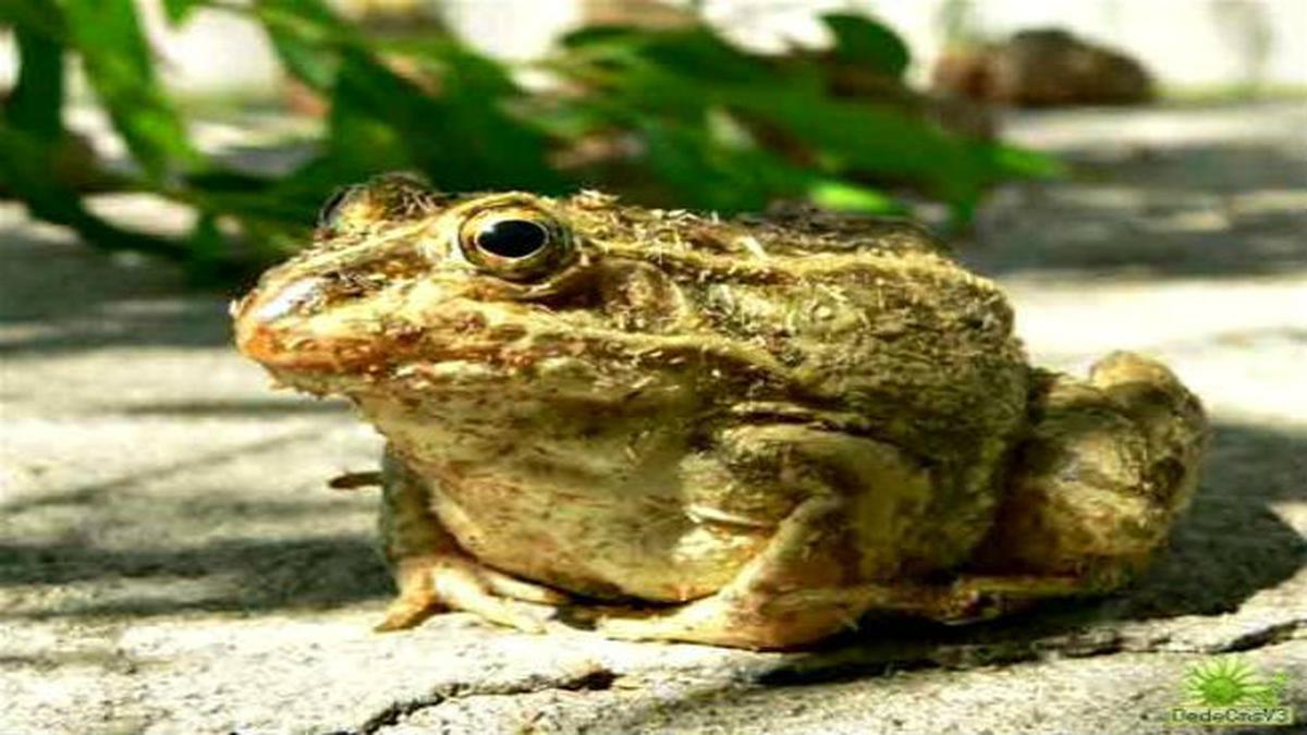 Usai Santap Katak Rebus, Kakek di Tiongkok Kritis - Global Liputan6.com