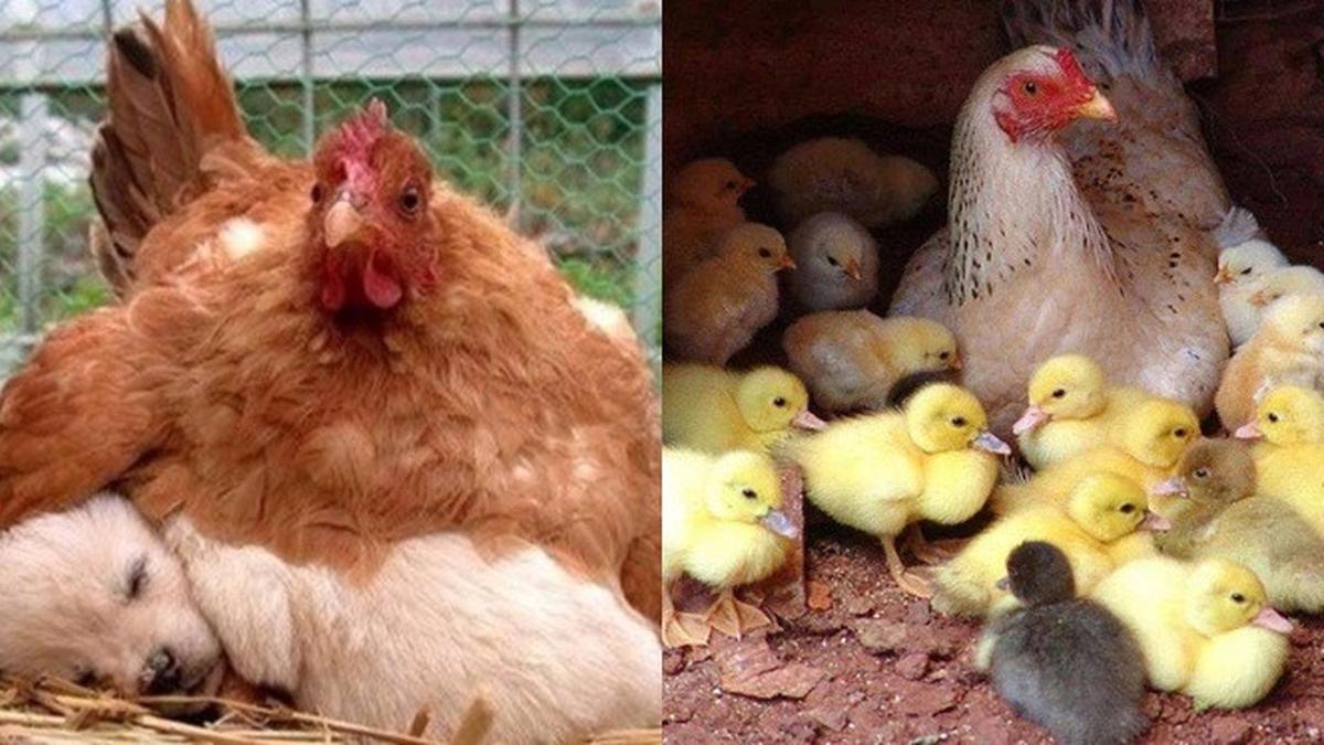 6 Potret Induk Ayam Salah Mengerami Anaknya Ini Bikin Tepuk Jidat - Hot ...