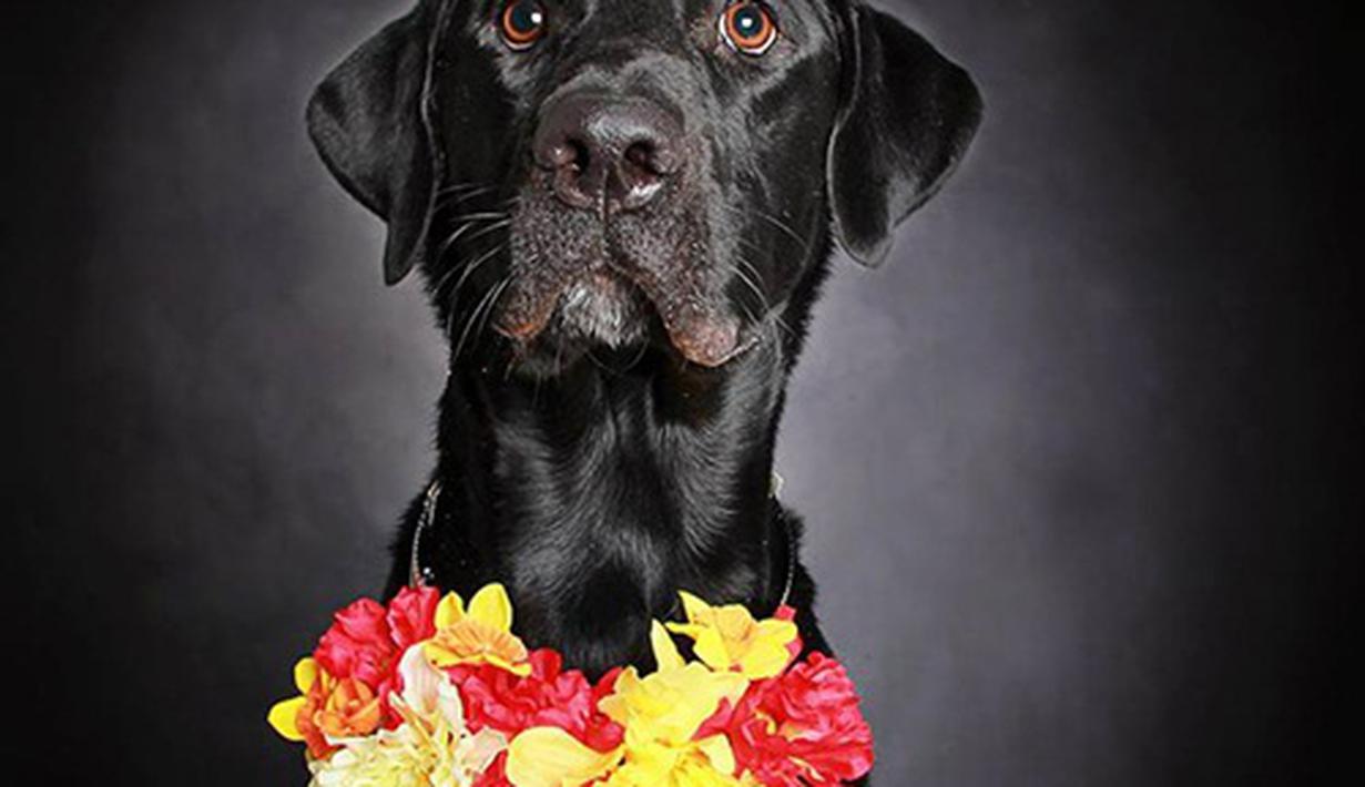 8 Potret Anjing Hitam Dengan Aksesoris Bunga Bikin Dia Terlihat Cantik ...
