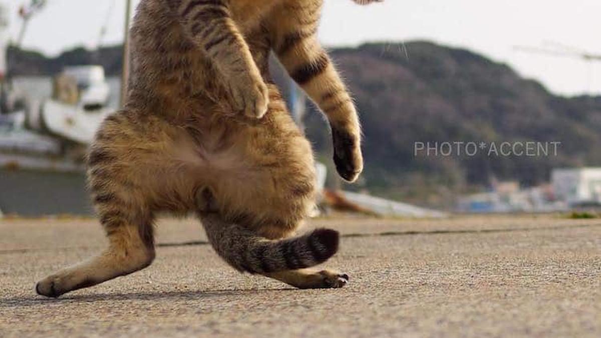 Menakjubkan, Kucing-Kucing Ini Seakan Sedang Latihan Bela Diri - Photo ...