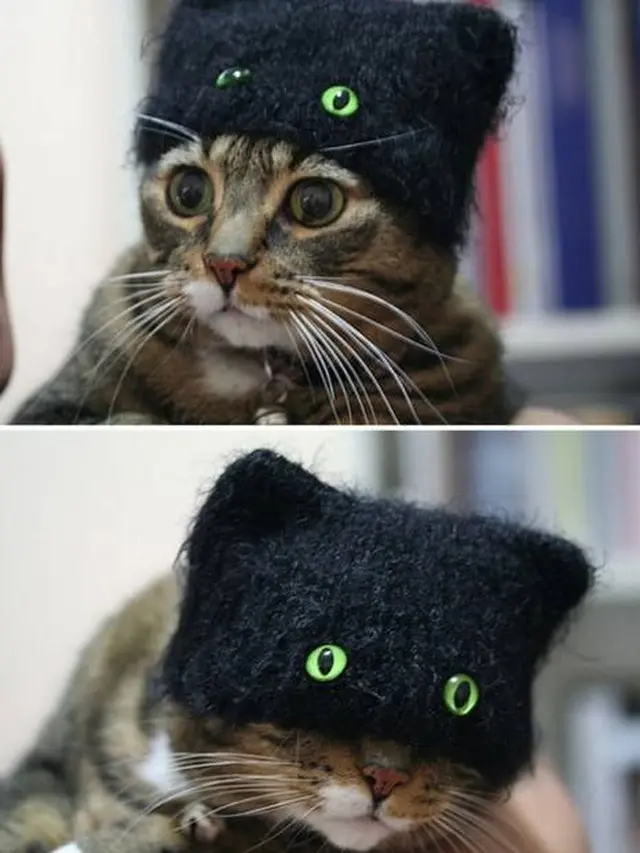 6 Potret Kucing Pakai Topi Ini Bikin Gemas, Lucu Banget - Hot Liputan6.com