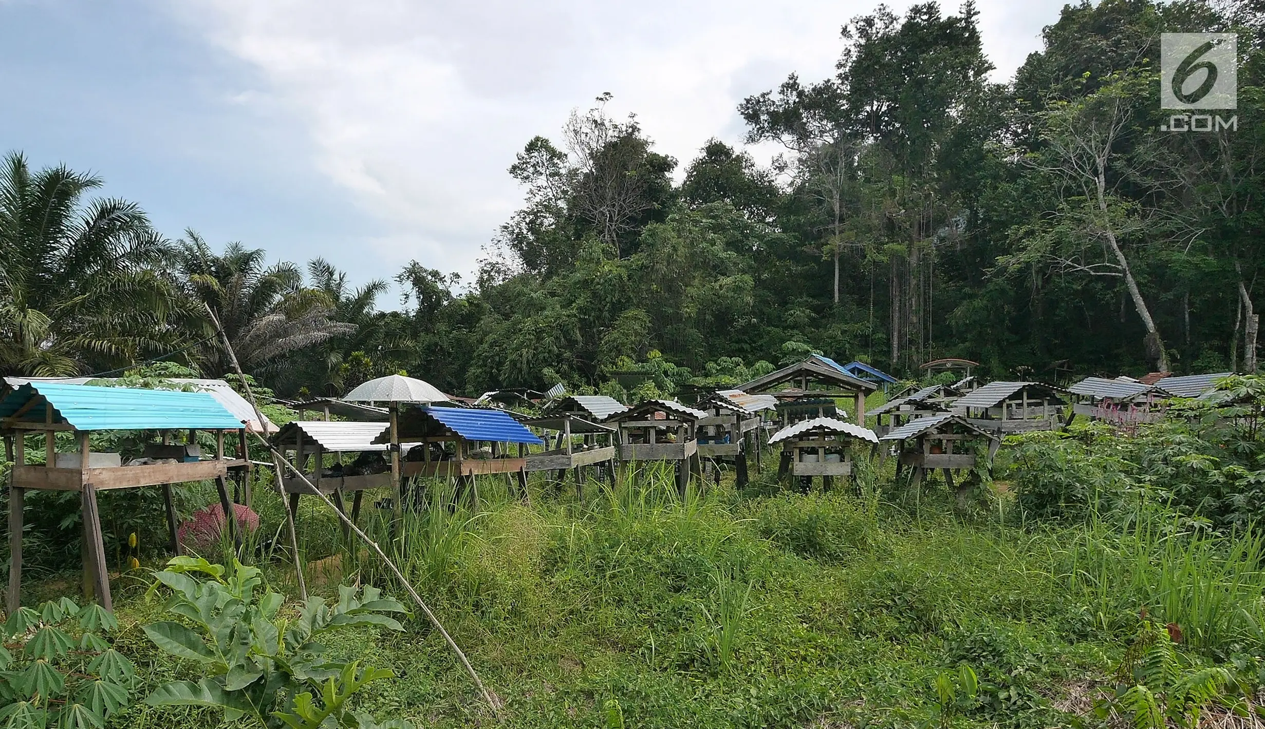 FOTO: Melihat Dango Subur, Tradisi Unik Penguburan di Kalimantan - Foto ...