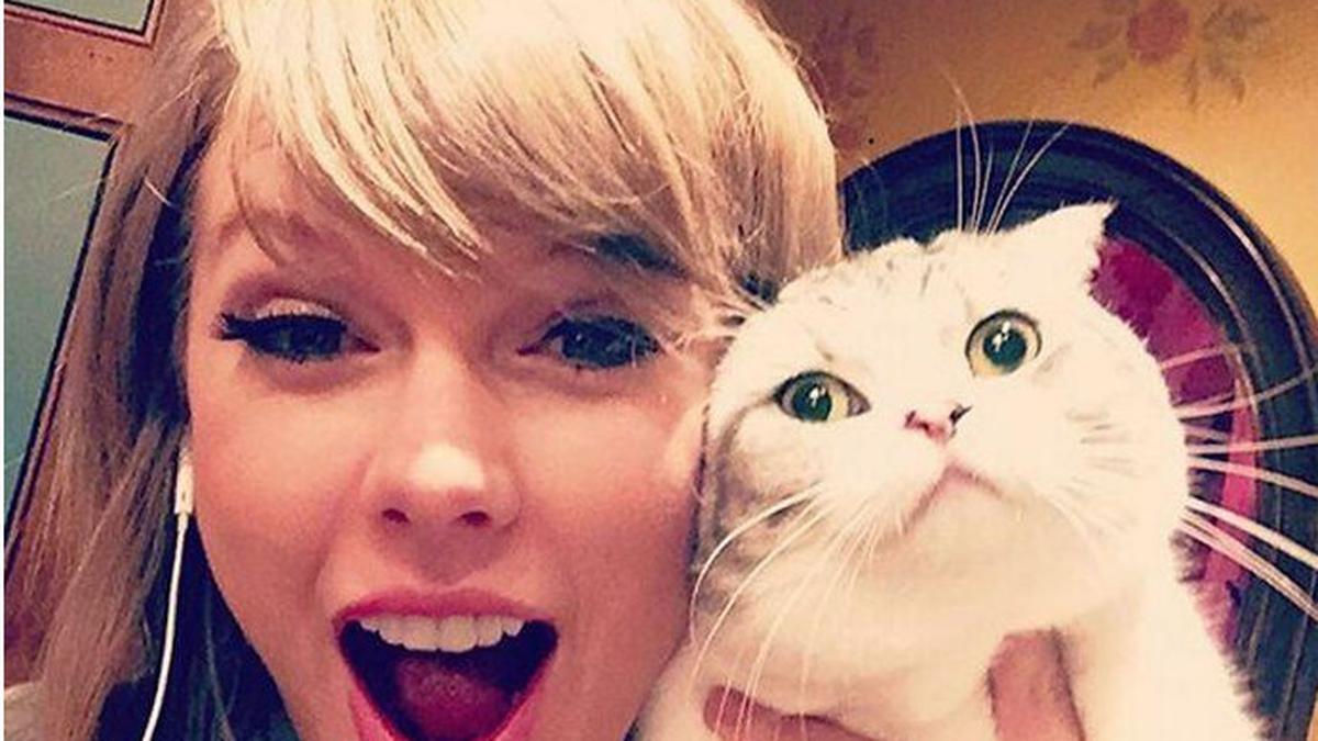 Gemas Banget, 8 Potret Selebritas Terkenal Bersama Kucing Kesayangan ...