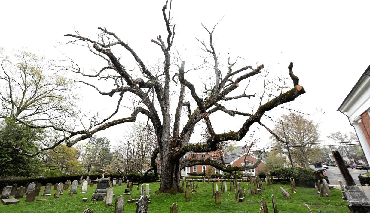 Pohon Oak Berusia 600 Tahun ini Akhirnya Mati - Foto Liputan6.com