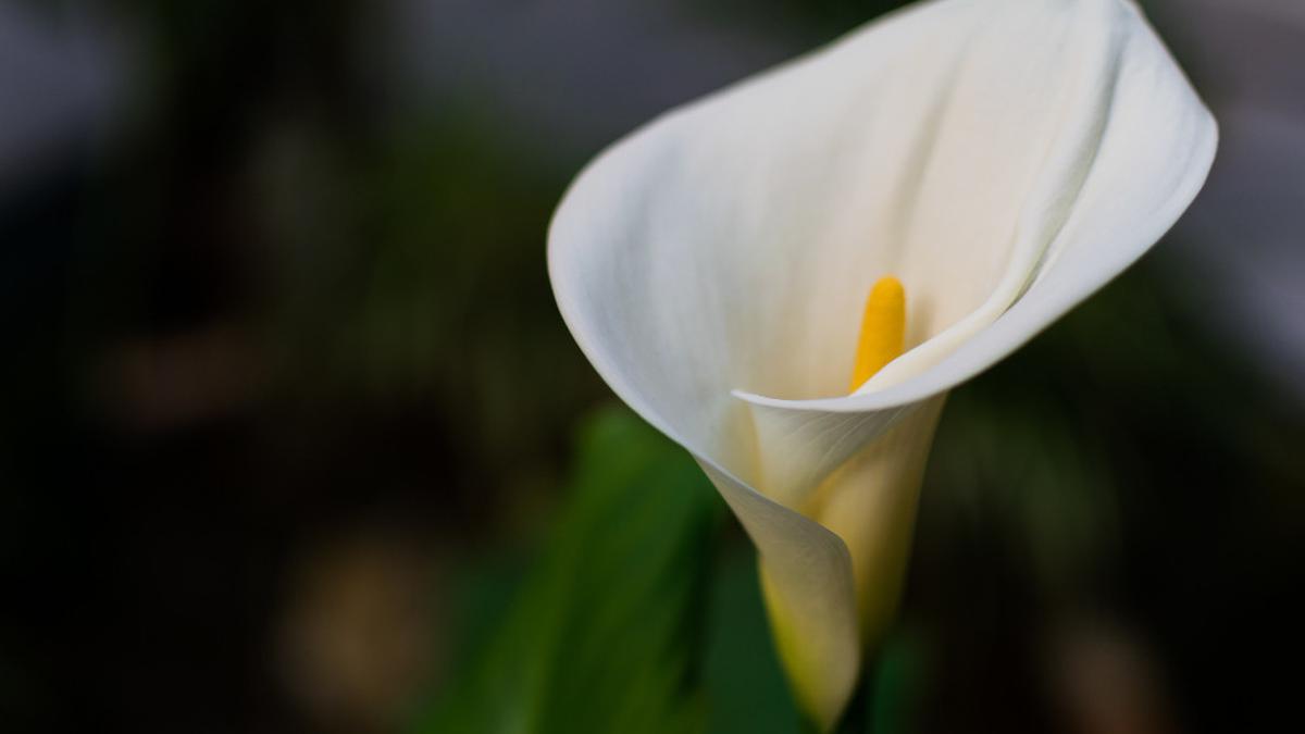 Arti Mitos Tanaman Peacy Lily yang Jarang Diketahui