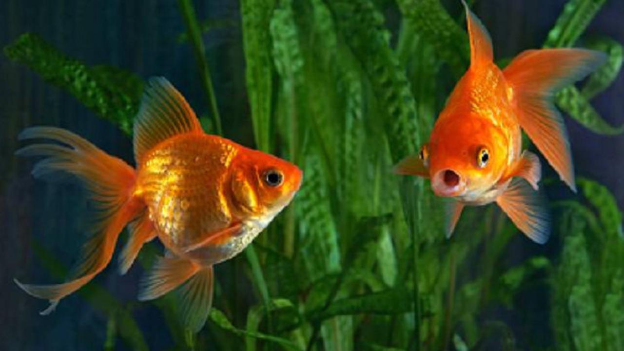 9 Jenis Ikan Mas Koki Terbaik yang Mudah Dirawat Beserta Harganya