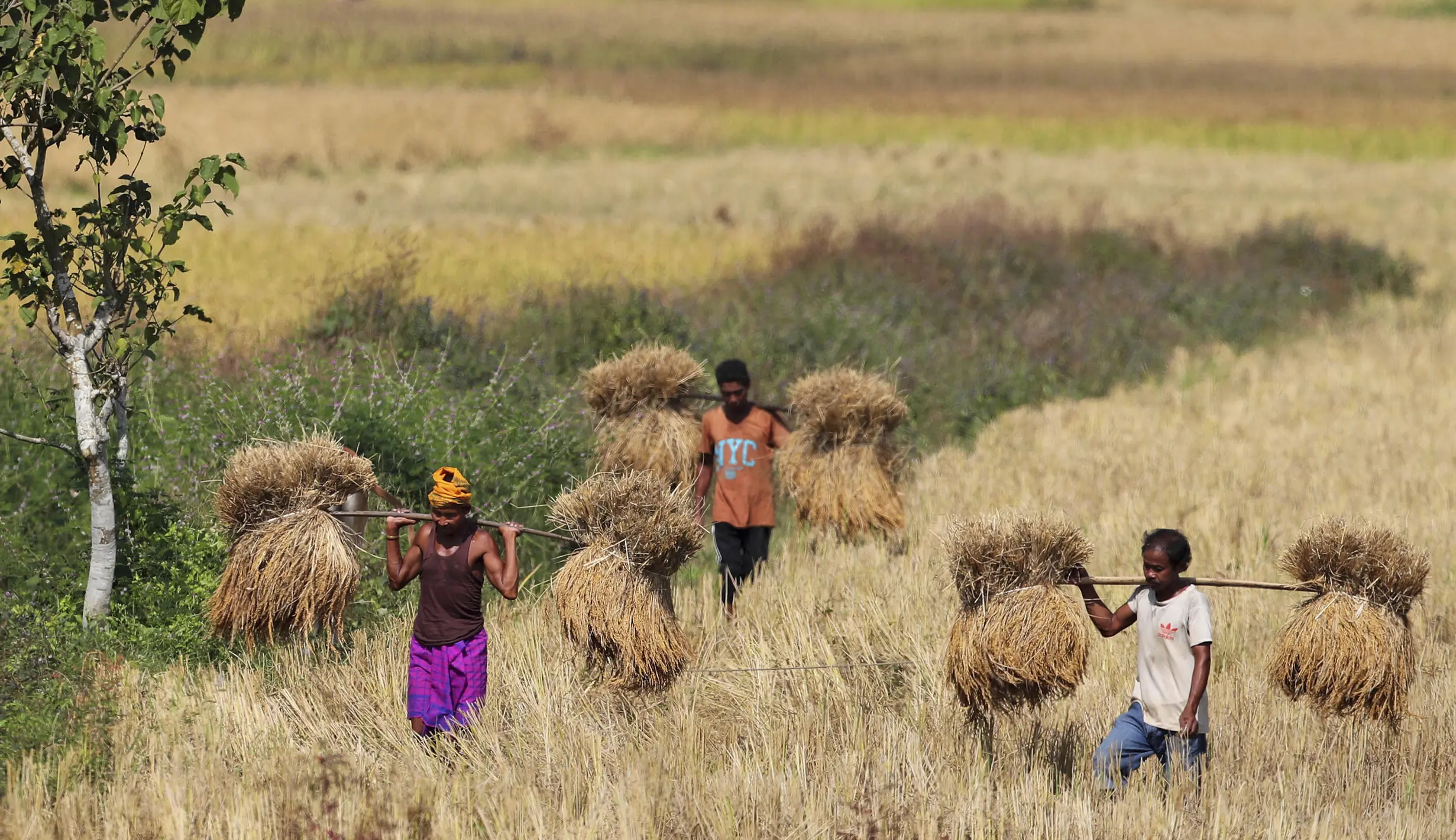 FOTO: Potret Petani India Saat Panen Padi - Foto Liputan6.com