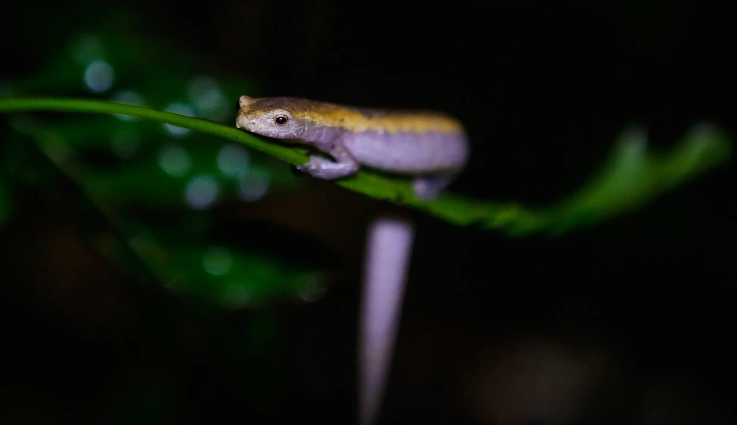 Melihat Salamander Mombacho yang Nyaris Punah di Nikaragua - Foto ...