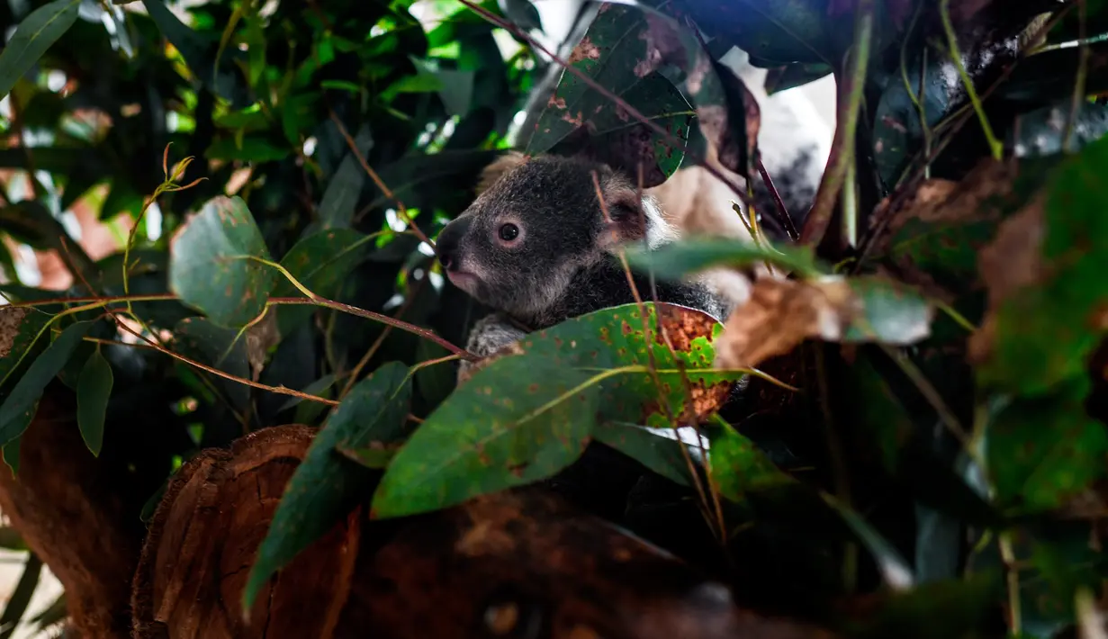 FOTO: Imutnya Bayi Koala yang Lahir di Kebun Binatang Lisbon - Foto ...