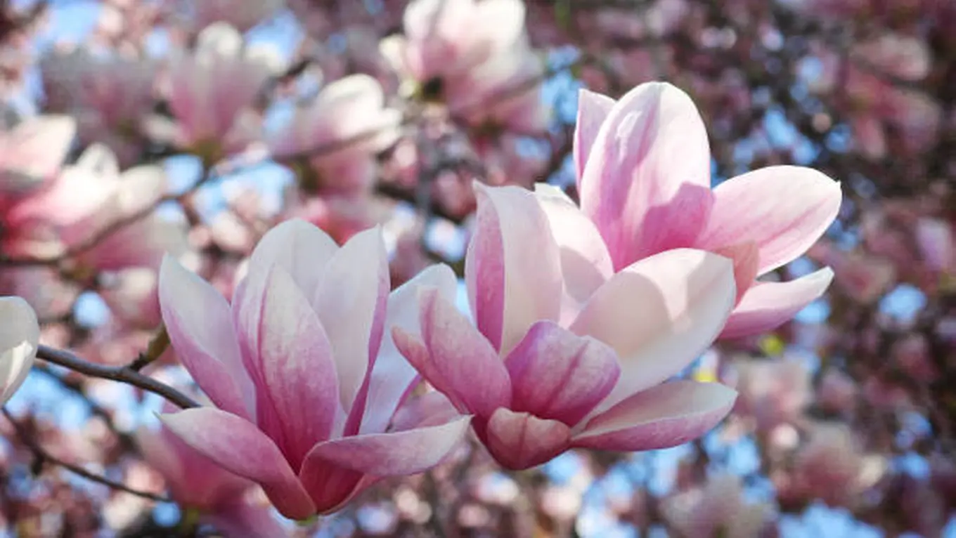 Mengenal Manfaat Bunga Magnolia untuk Kecantikan Kulit dan Efek Sampingnya