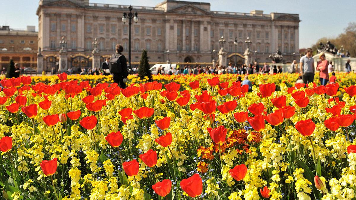 Nama Bangsawan Inggris Ada di 10 Bunga Ini, Kamu Suka yang Mana ...