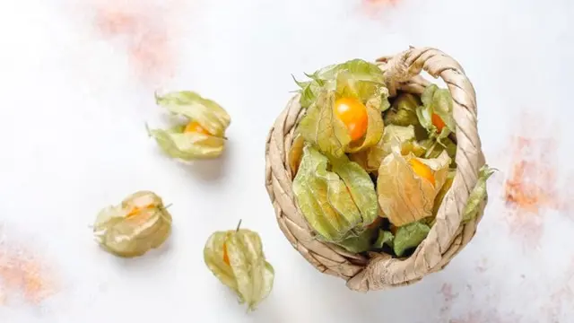 12 Manfaat Ciplukan untuk Kesehatan, Buah Liar yang Banyak Dicari - Hot ...