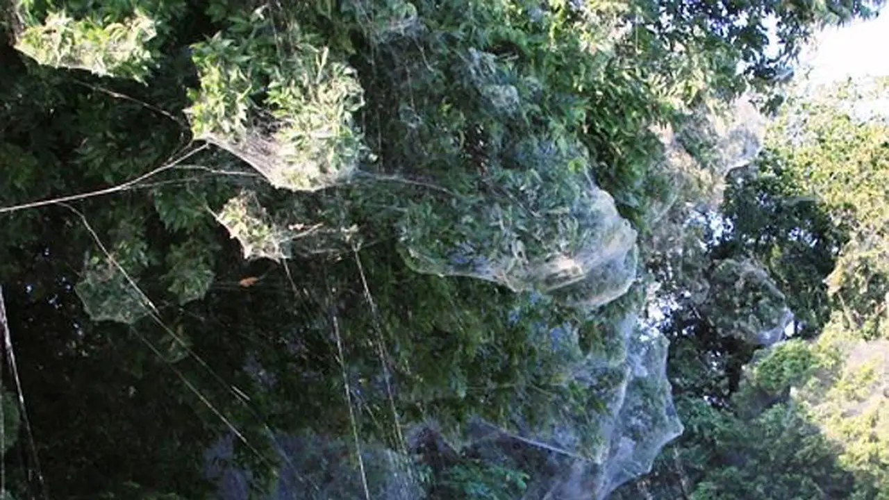 Mengerikan, Saking Besarnya Sarang Laba-Laba Ini Disebut Bisa Jebak ...