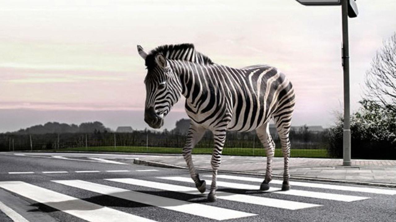 6 Motif Zebra Cross Paling Nyleneh di Dunia