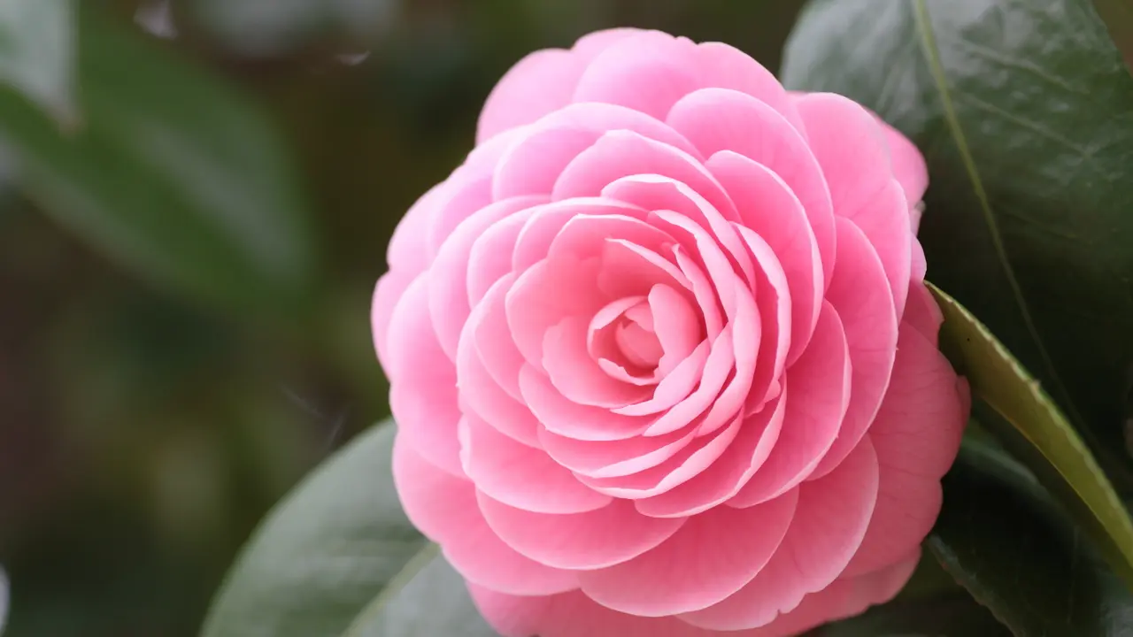 10 Jenis Bunga Mawar Paling Terkenal, Punya Keindahan Berbeda-beda ...