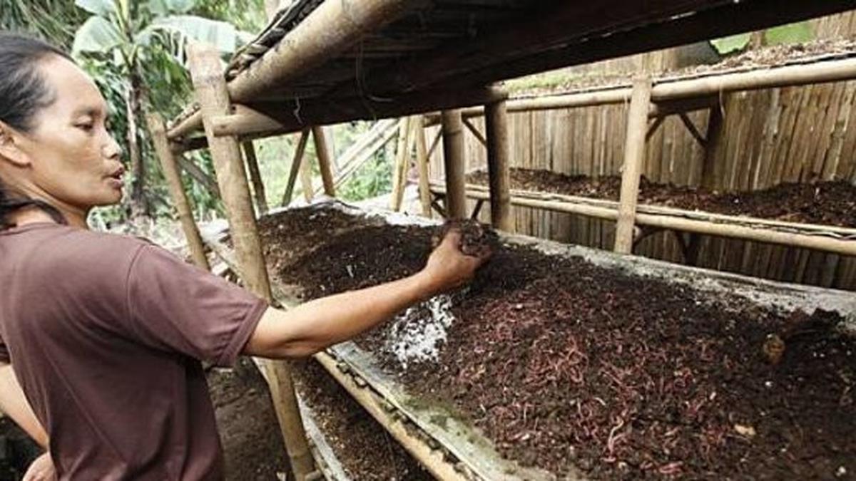 10 Cara Budidaya Cacing Sutra yang Praktis, Bisa Jadi Peluang Bisnis