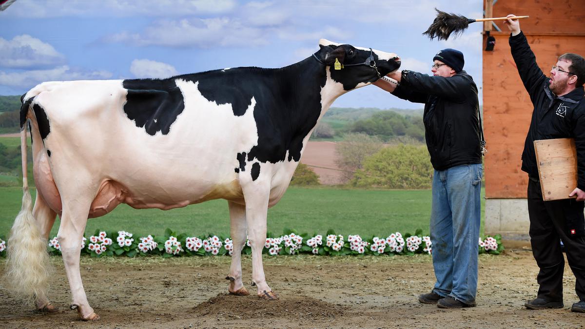 Unik, 200 Sapi Perah Ikuti Kontes Kecantikan di Jerman - Foto Liputan6.com