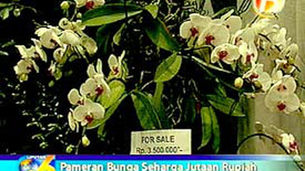 Bunga Seharga Jutaan Rupiah Dipamerkan - News Liputan6.com