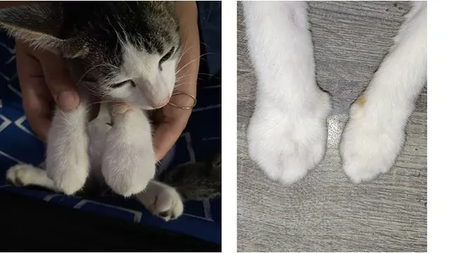 6 Potret Kaki Kucing Usai Disengat Lebah Ini Bikin Kaget - Hot Liputan6.com