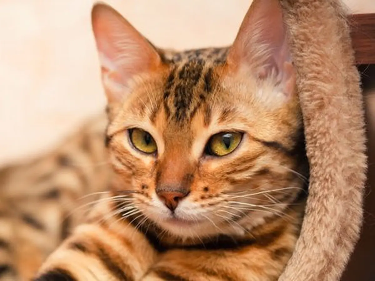 Kucing Lucu Dan Menggemaskan