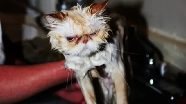 Histori di Balik Alasan Mengapa Kucing Takut Air, Perilaku yang ...