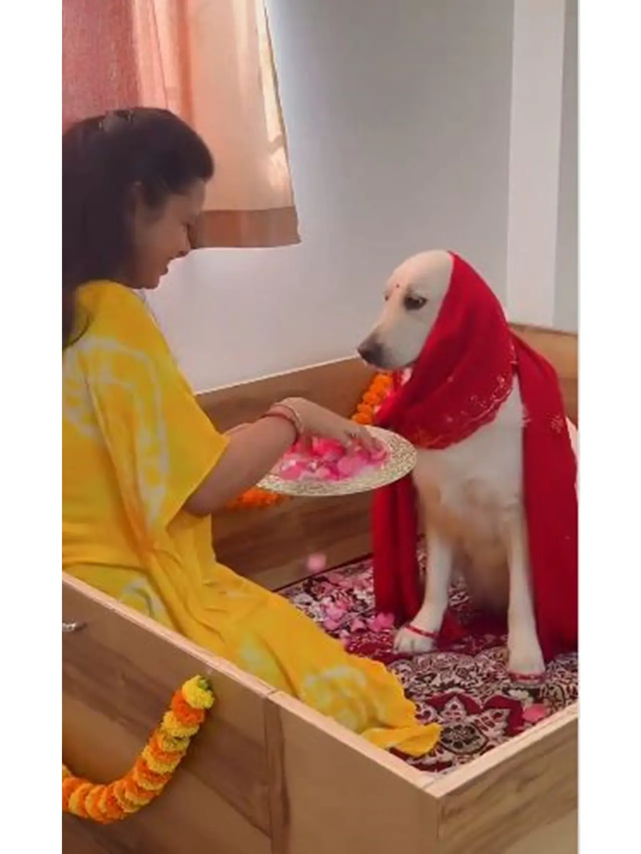 Wanita Beri Kejutan Baby Shower untuk Anjing Peliharaan, Ini 6 Potret ...
