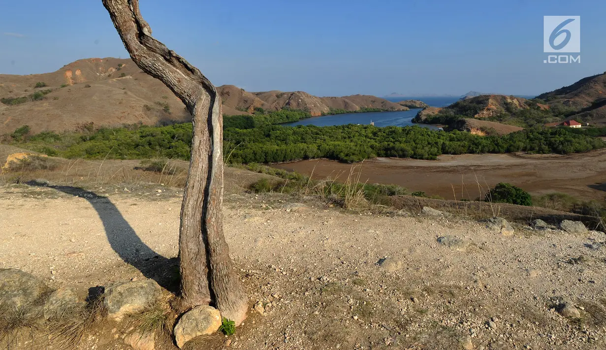 FOTO: Menikmati Eksotisme Pemandangan Alam Pulau Rinca - Foto Liputan6.com