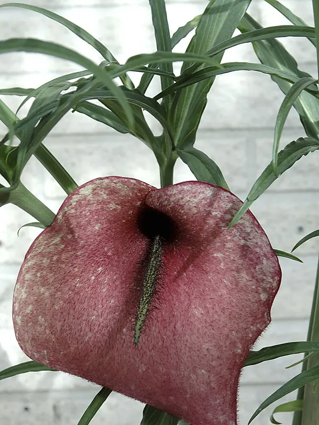 7 Jenis Bunga yang Berbau Busuk, Salah Satunya Jenis Anggrek - Hot ...