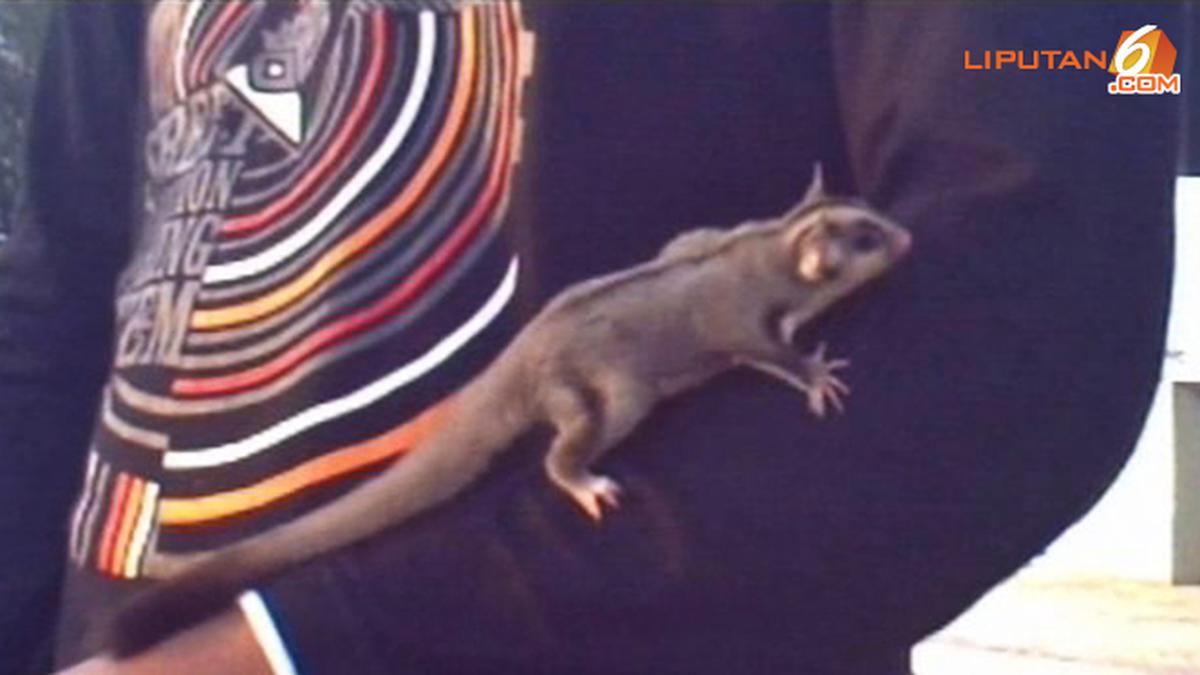 [VIDEO] Tupai Peliharaan Dijual Hingga Harga Rp 3 Juta di Tegal - News ...